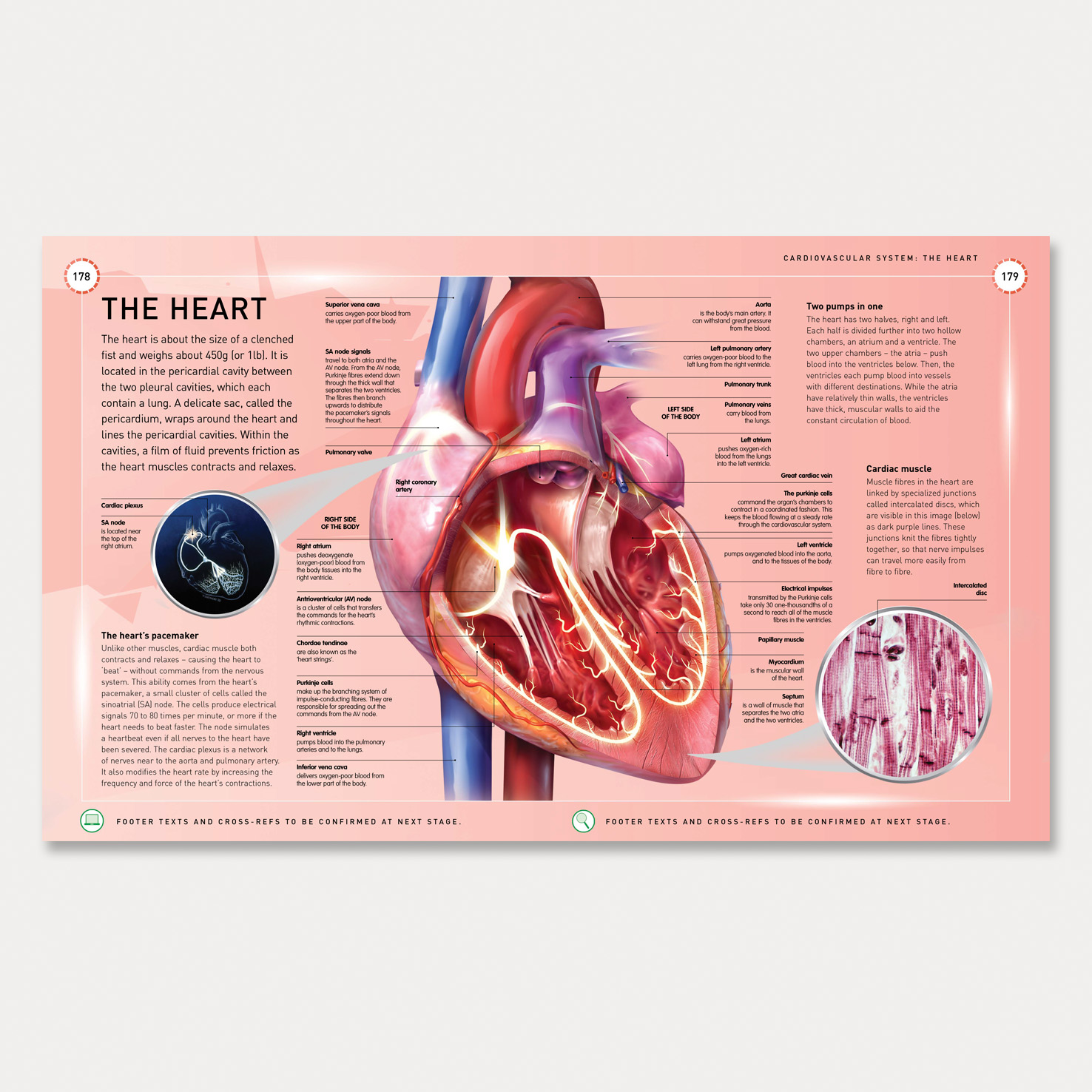 Dictionary of the Human Body – My Portfolio